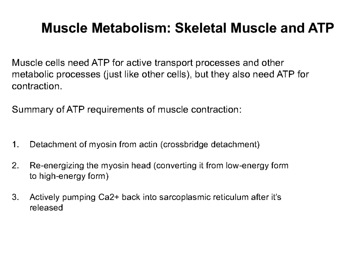 Skeletal Muscle Physiology: ATP Production & Metabolism (BIO 101) - Studocu