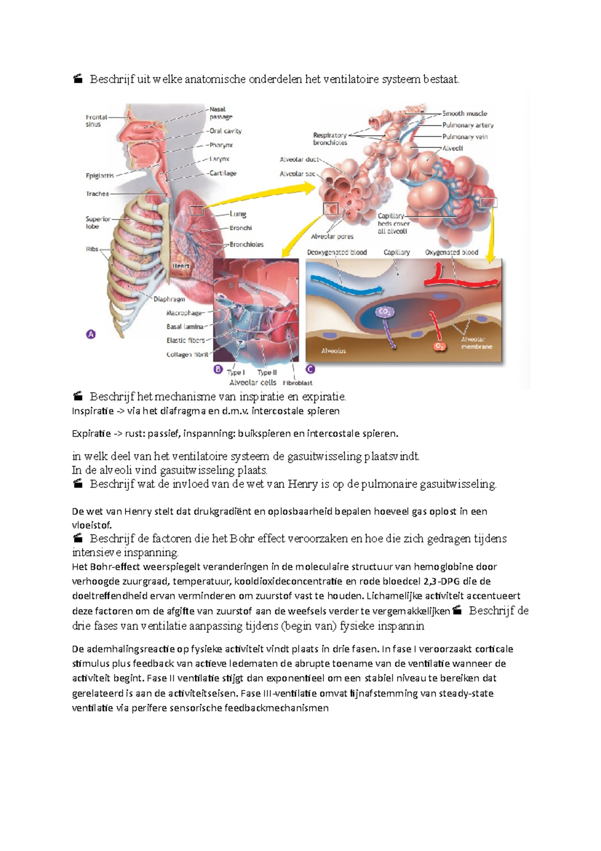 Inspanningsfysiologie Werkcollege Week 2: Ventilatie en Gasuitwisseling ...