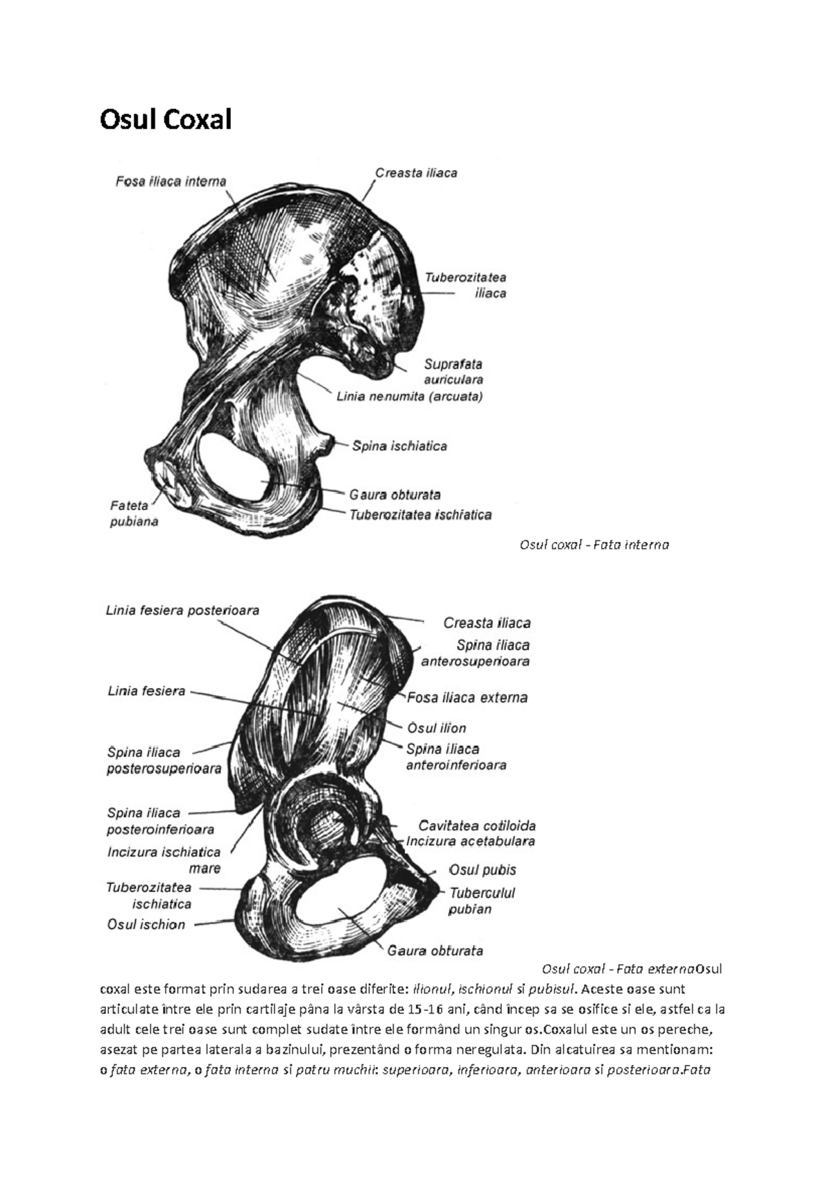 Osul Coxal - Osul Coxal Osul coxal - Fata interna Osul coxal - Fata ...