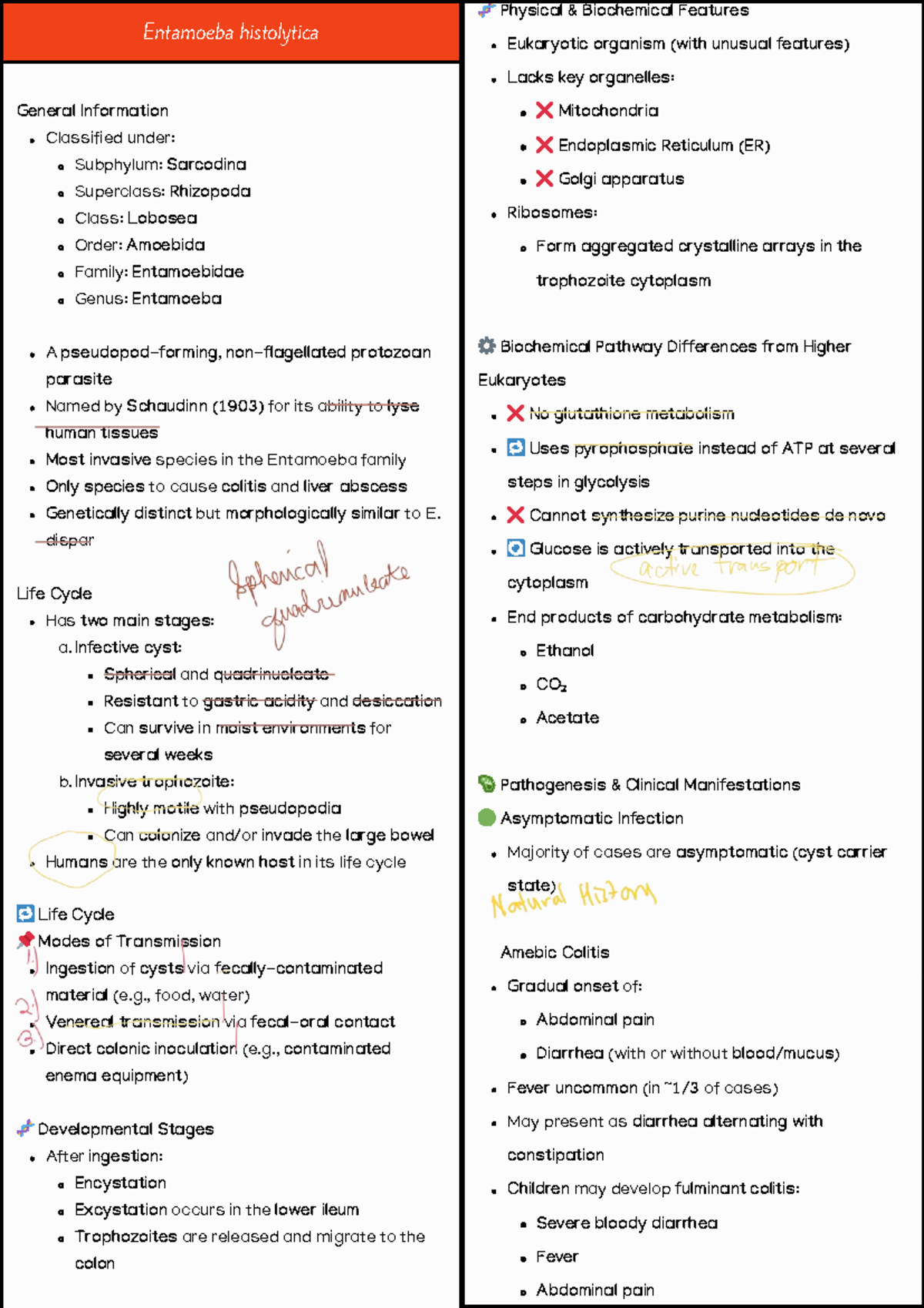Protozoan Study Summary: Entamoeba histolytica Features & Pathogenesis ...