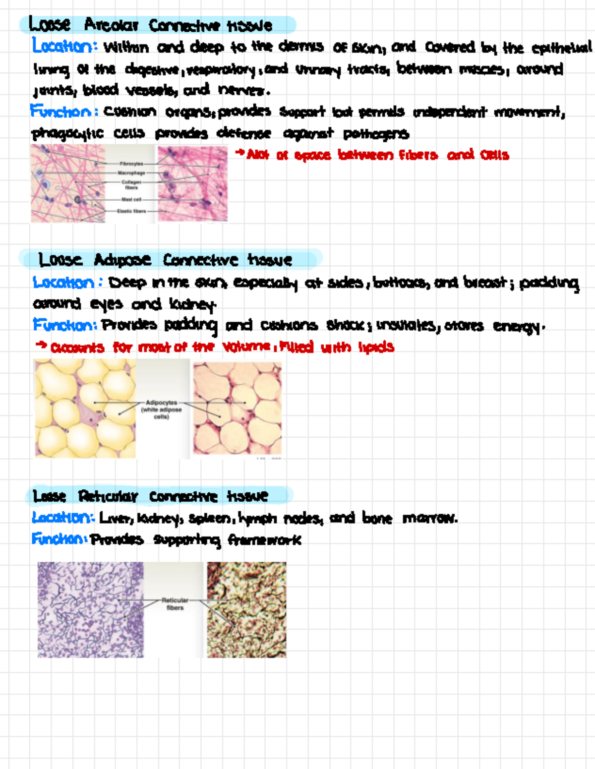 Connective Tissue Notes - Loose Areolar Connective tissue Location ...