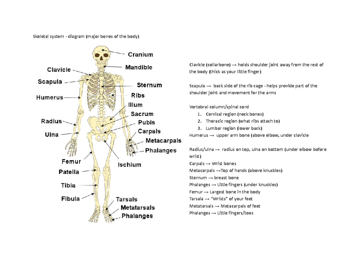 Skeletal System Major Bones Diagram - A Comprehensive Overview - Studocu
