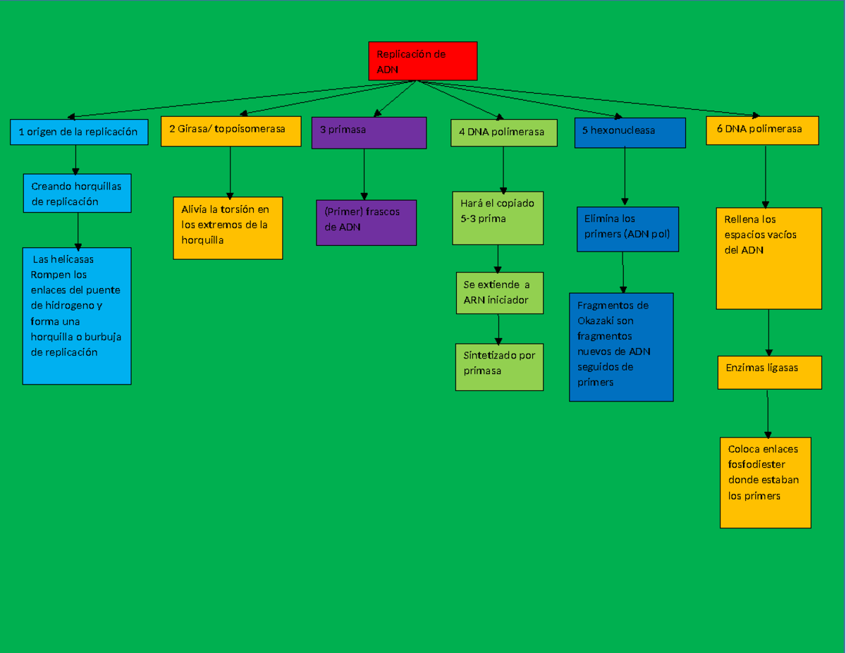 Mapa replicacion - el mejor - Replicación de ADN 1 origen de la ...