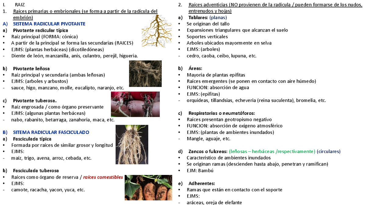 Anatomía De Una Raíz Dicotiledónea Típica