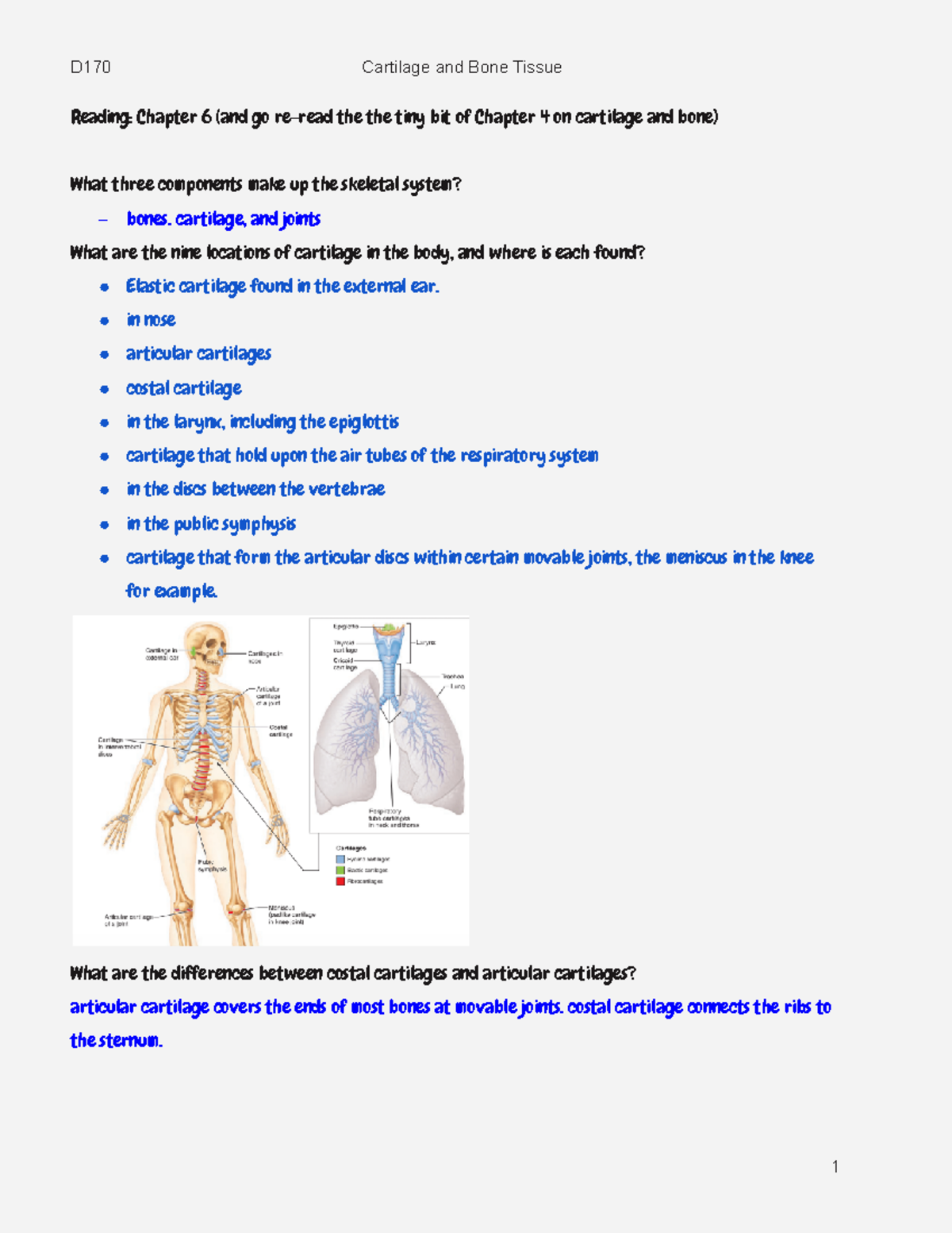 Reading 4 Cartilage and Bone - D170 Cartilage and Bone Tissue Reading ...