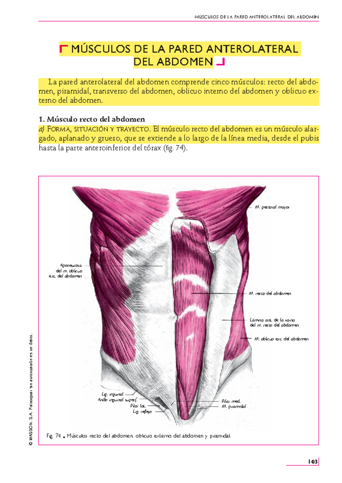 Musculos de la region anterolateral del abdomen - 7 MÚSCULOS DE LA ...