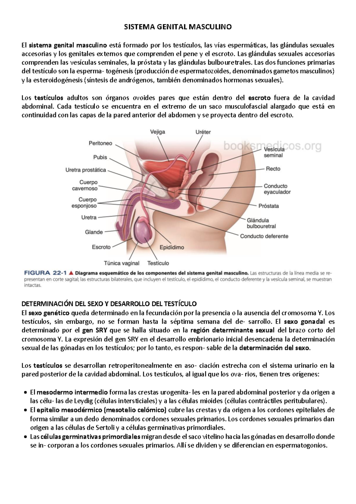 Histo Sistema Genital Masculino - Warning: TT: undefined function: 32 Warning: TT: undefined ...