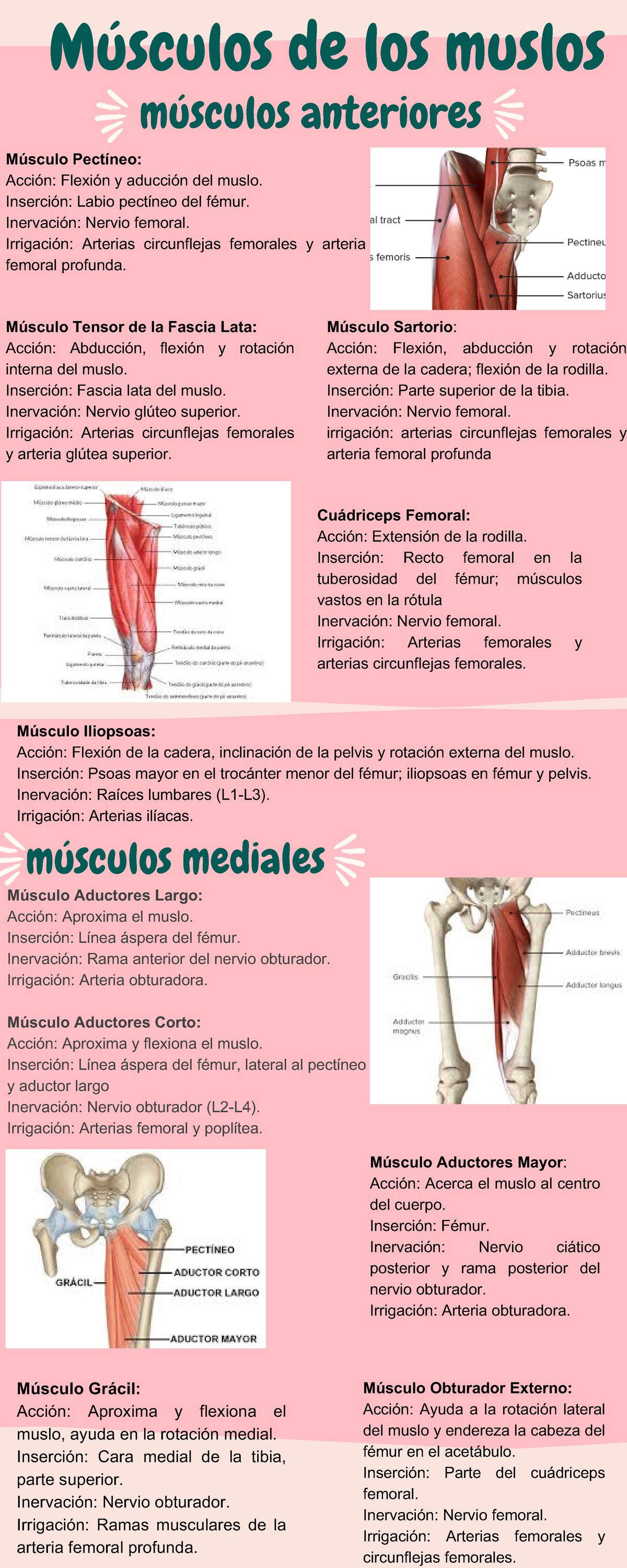 Músculos del Muslo: Detalles y Funciones Anatomicas (ANATOMÍA 101 ...