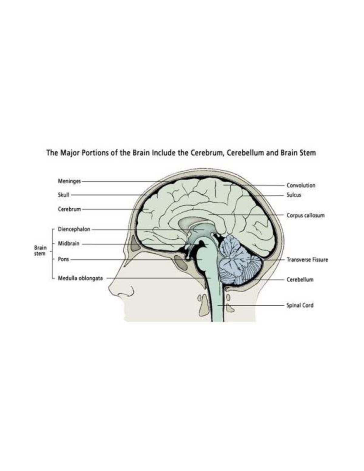 Brain anatomy - TEST - GNED 1132 - The Major Portions of the Brain ...
