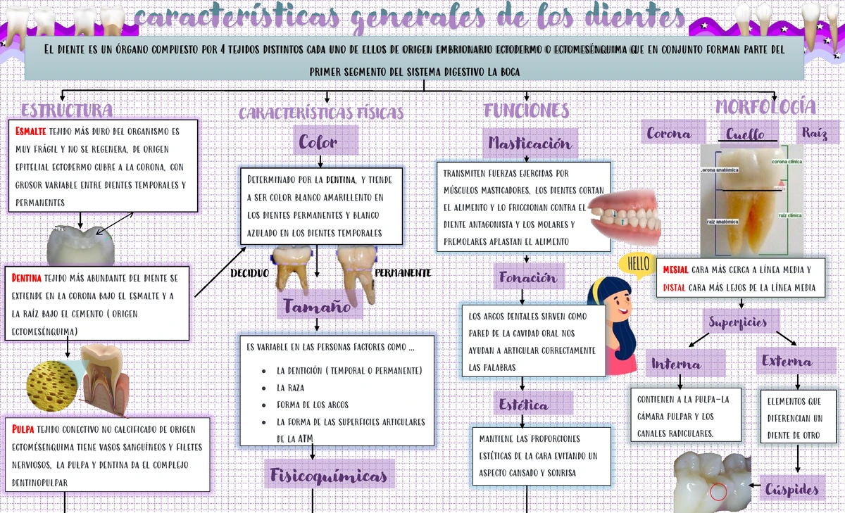 Tallado de dientes - ANATOMÍA - OBJETIVO Distinguir las diferencias ...