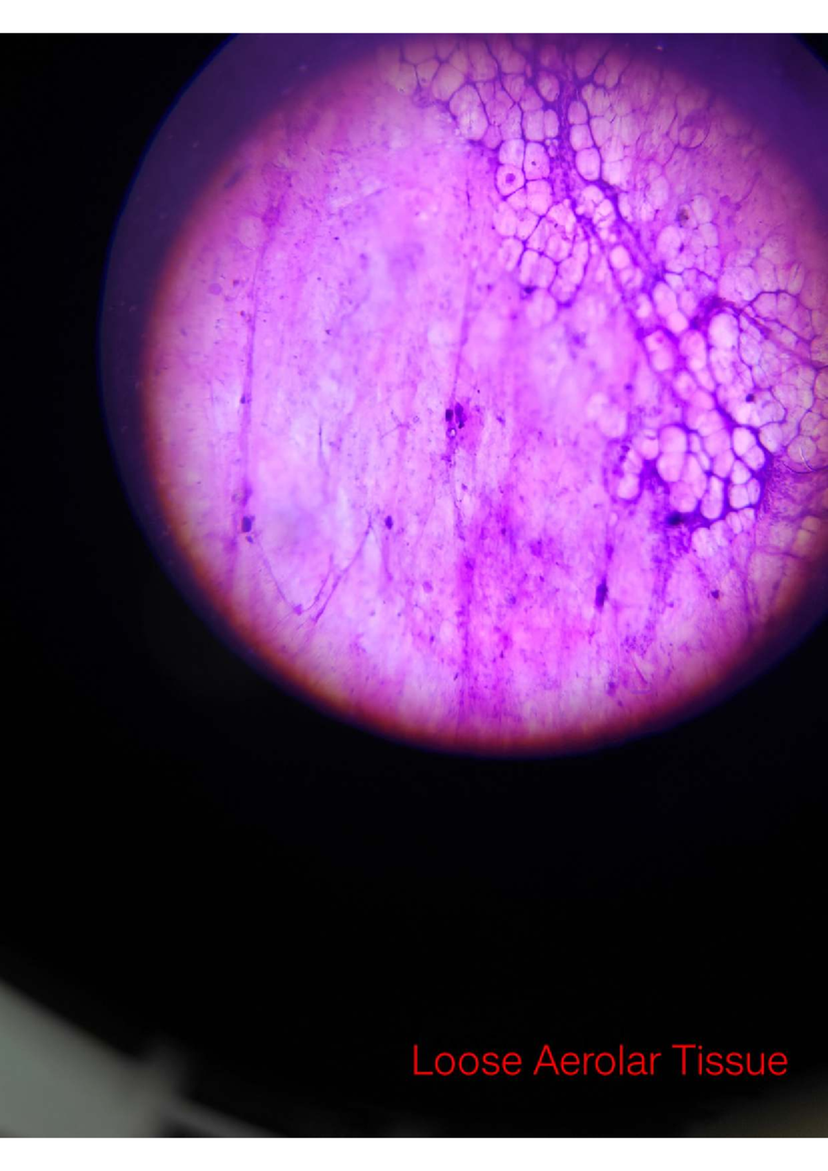 Histo-50: Loose Aerolar Tissue & Cartilage Microscopy Notes - Studocu