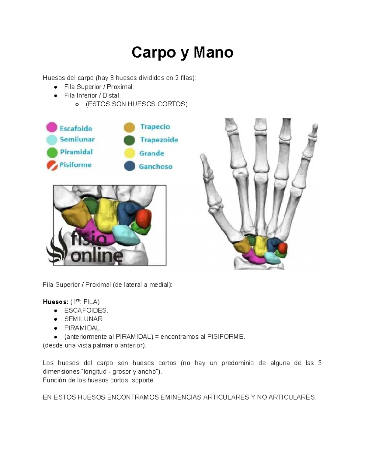 Anatomía de los Huesos del Carpo: Fila Superior Proximal y Distal (TP 5 ...