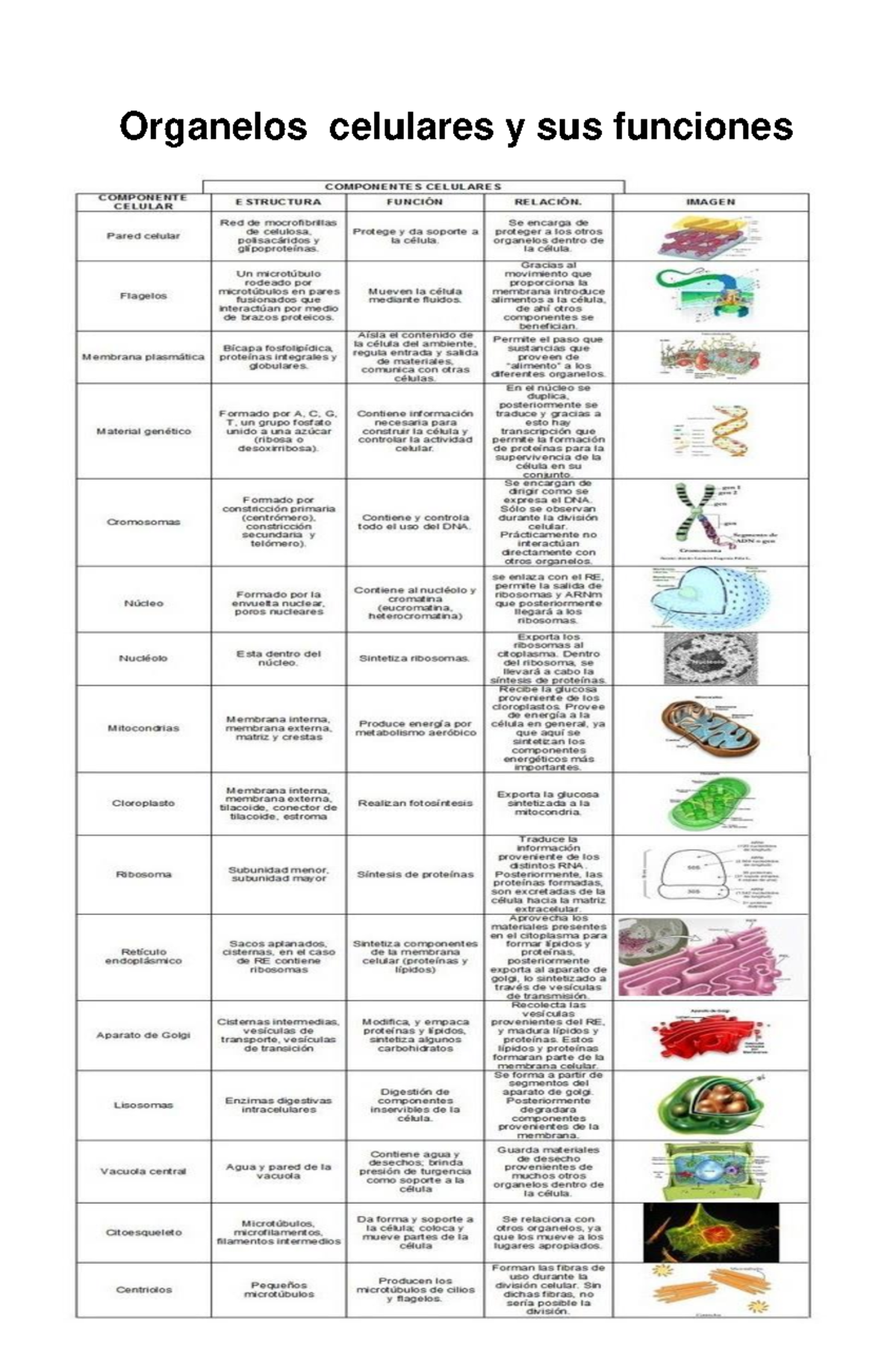 Hoja De Trabajo Sobre Los Organelos Celulares Y Sus Funciones