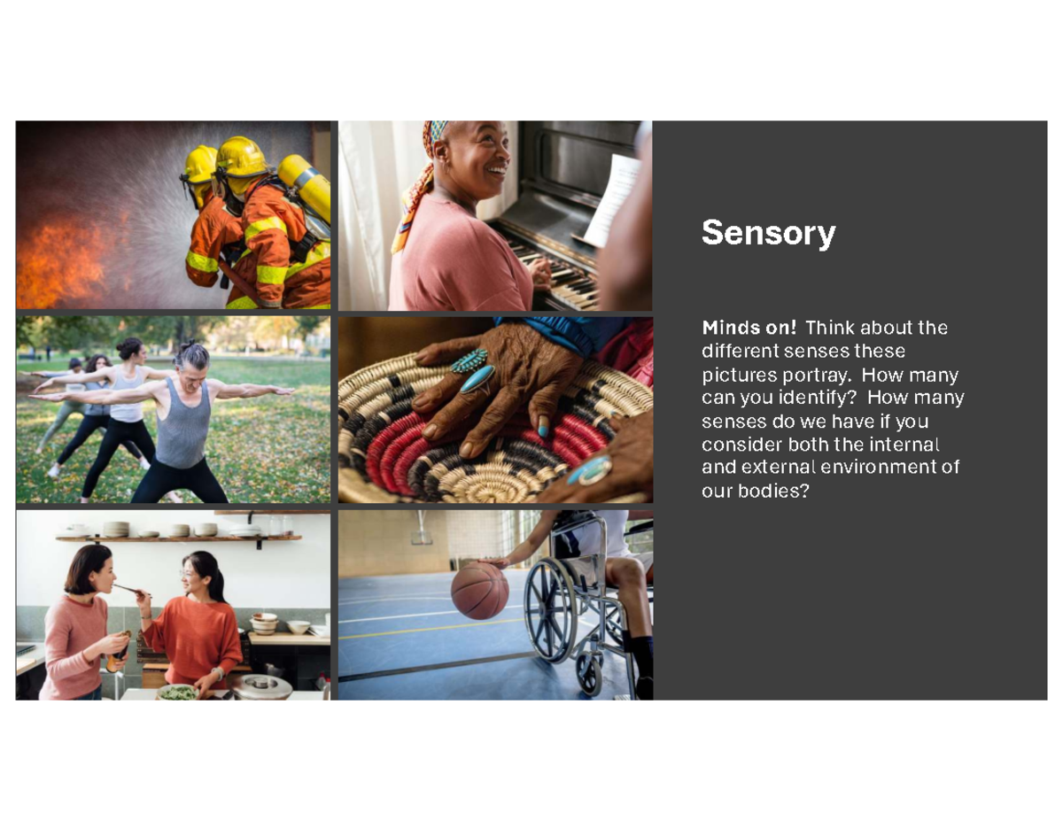 Sensory Systems and Neural Coding: Lecture 1 Overview - Studocu