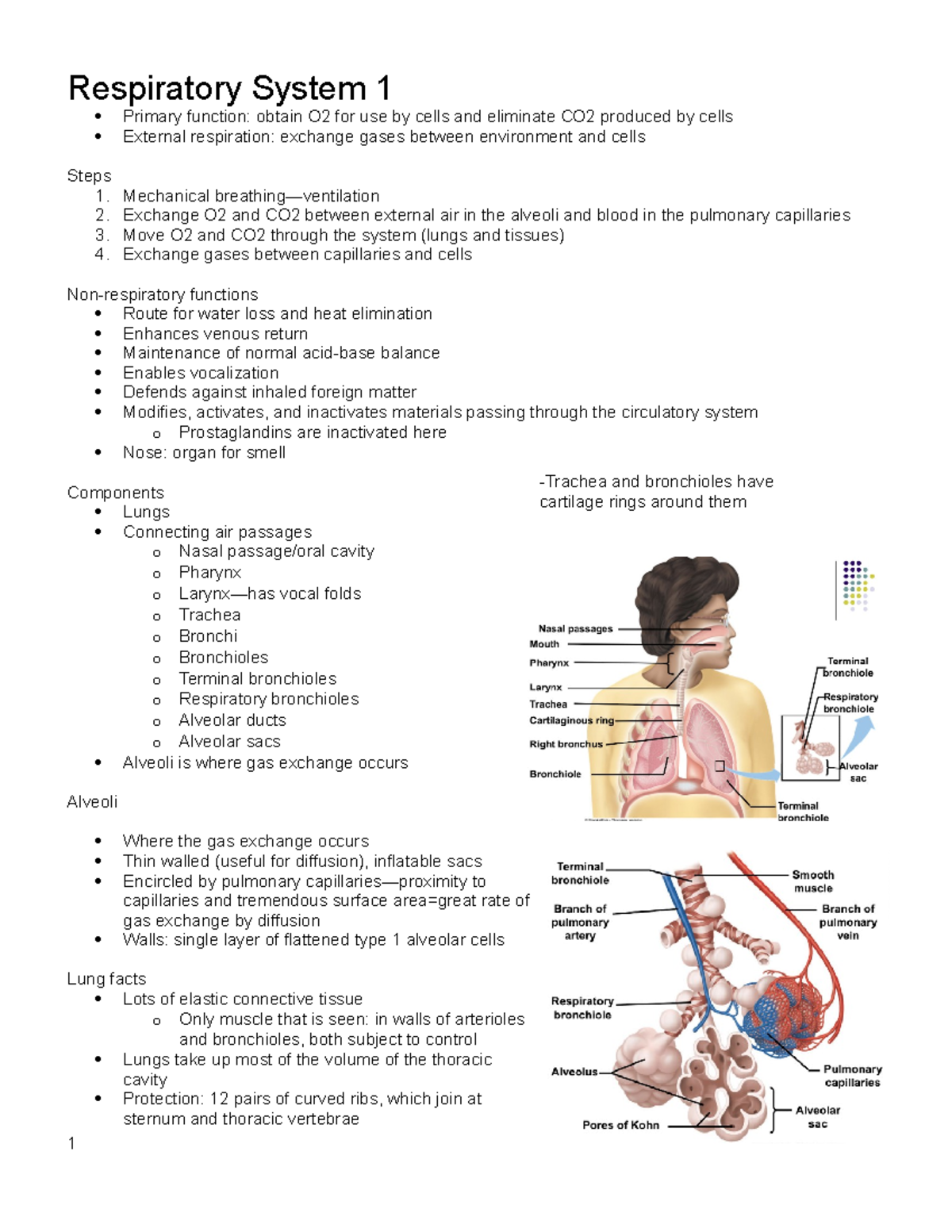 Respiratory System Final Exam Study Guide (BIO 101) - Studocu