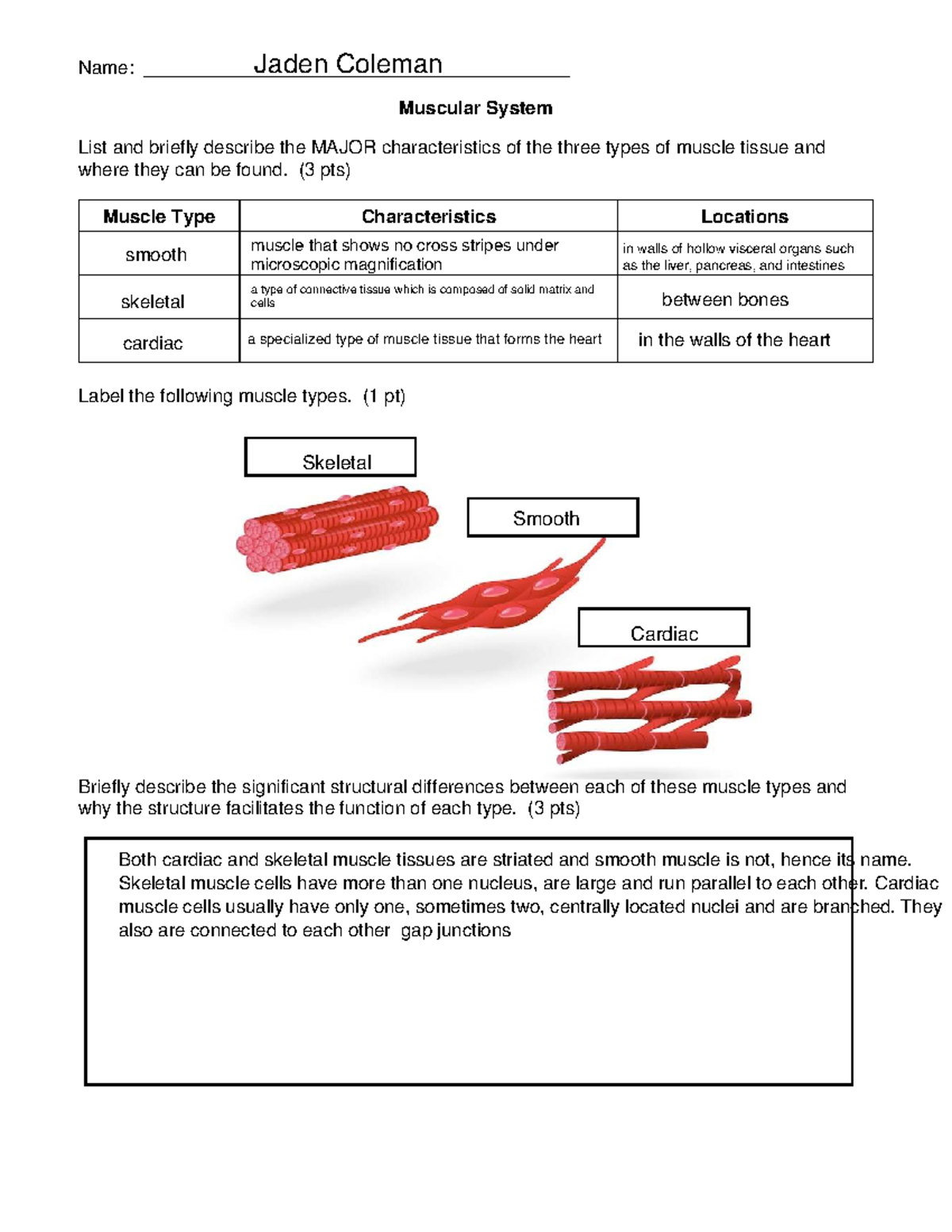 Muscular System Overview: Characteristics & Functions of Muscle Types ...