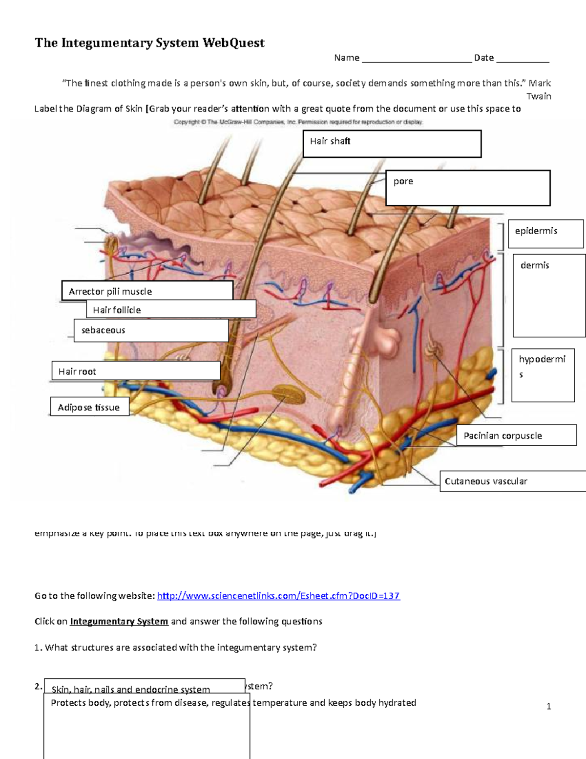Integumentary System Web Quest - Anatomy & Physiology AP Class - Studocu