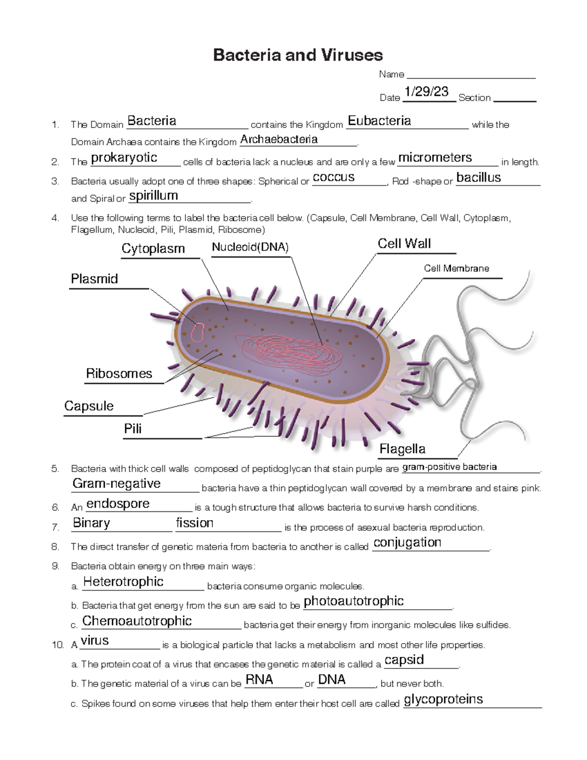 Bacteria Worksheet - Bacteria and Viruses Name ...
