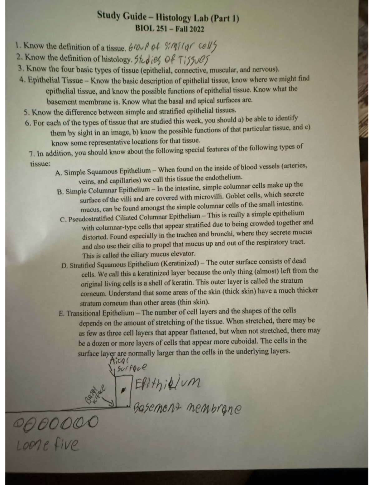 Final Exam Study Guide: Histology Lab (Part 1) BIOL 251 Fall 2022 - Studocu