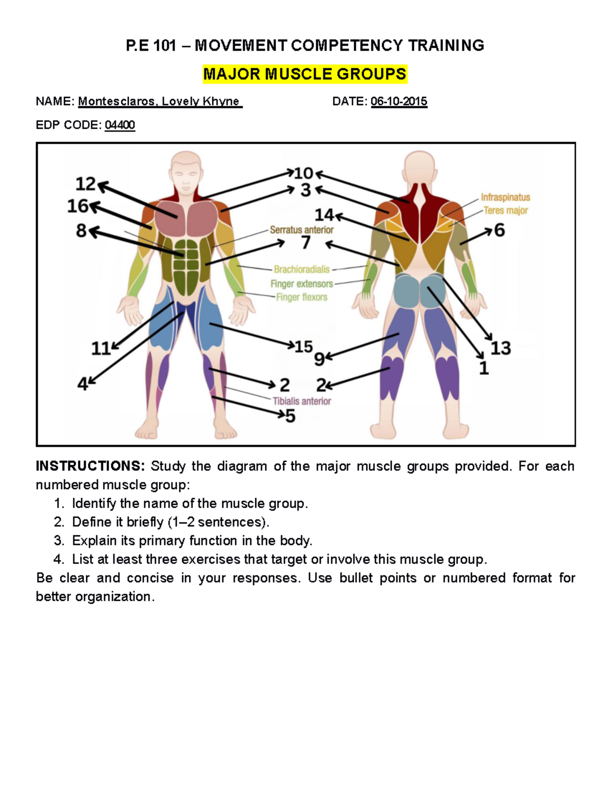 P.E. 101 Major Muscle Groups Overview and Exercises Guide - Studocu