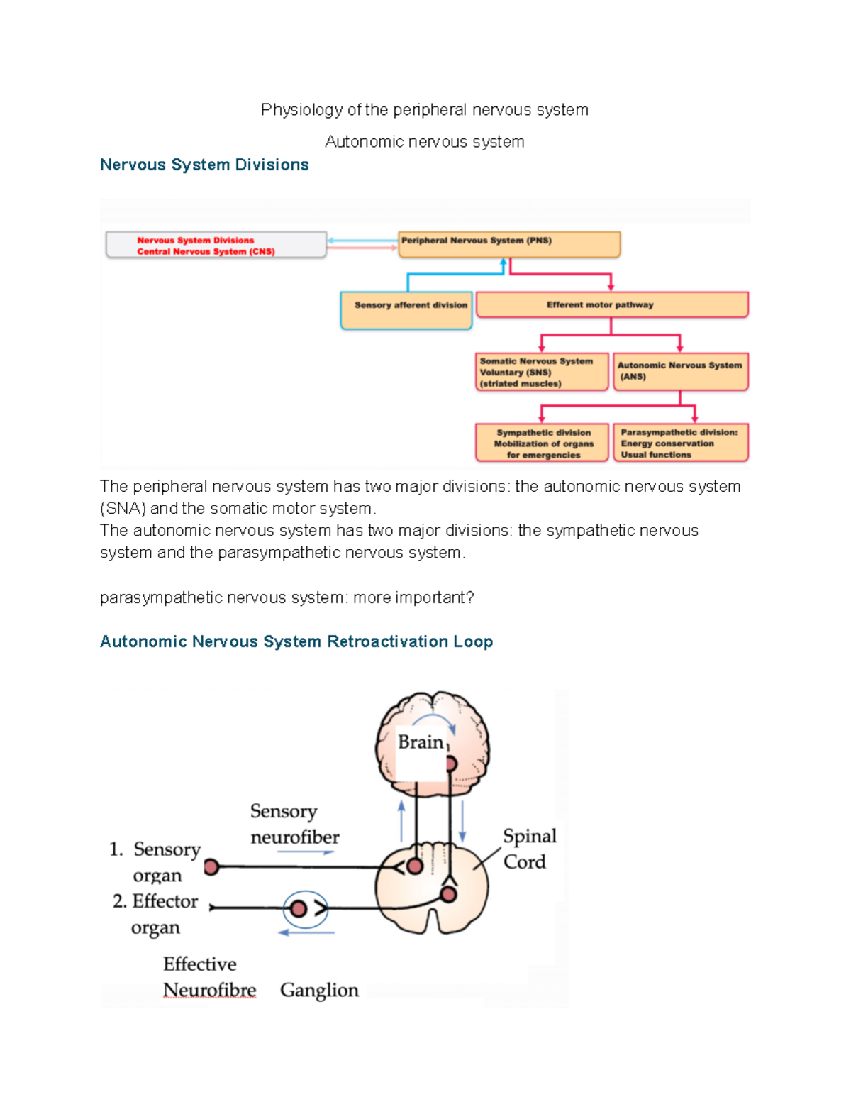 Pharmacology (PHM 101): Peripheral Nervous System Overview Notes - Studocu