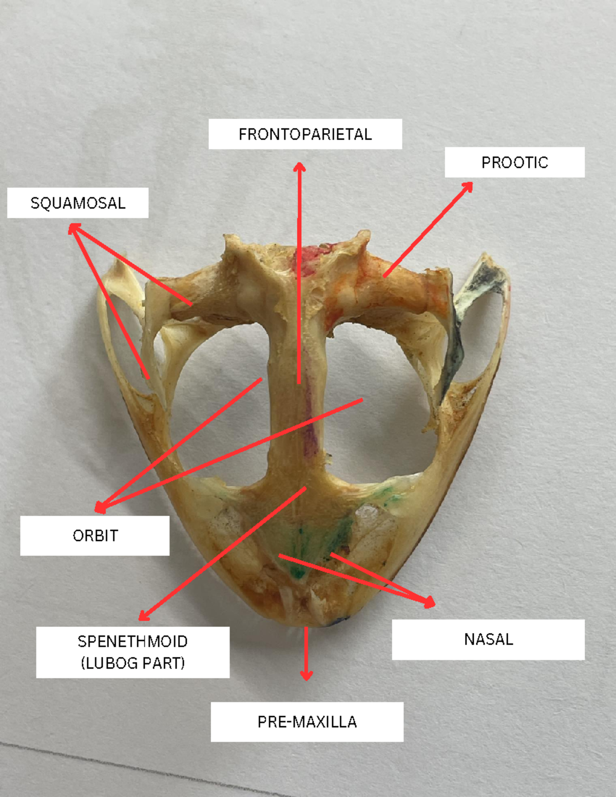 FROG- Axial - Zoology - PRE-MAXILLA NASAL SPENETHMOID (LUBOG PART ...