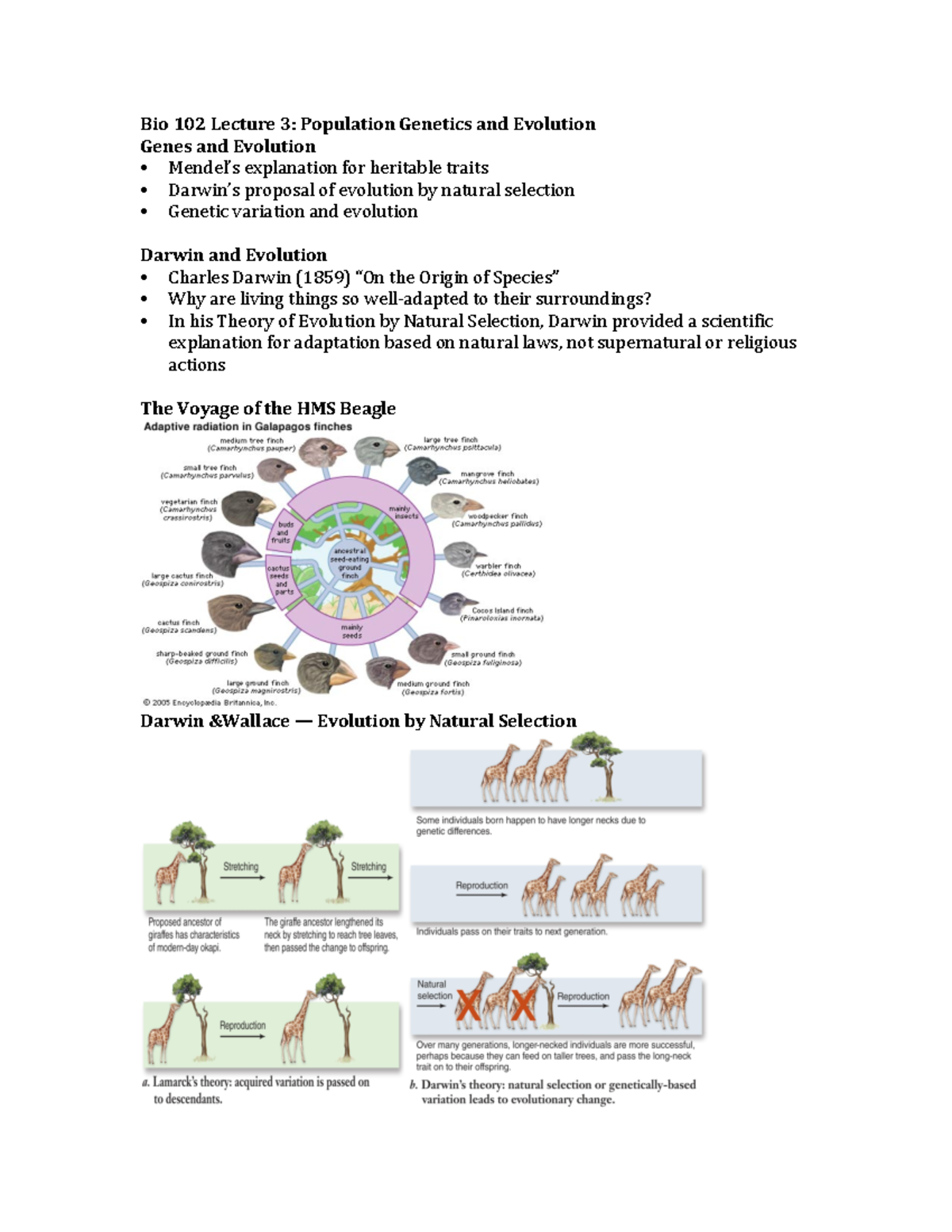 Bio 102 Lecture 3: Population Genetics and Evolution Notes - Bio 102 ...
