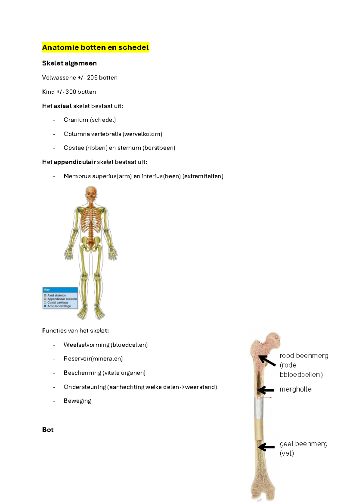 Anatomie van het Skelet: Botten en Schedel (Volwassenen) - Studeersnel