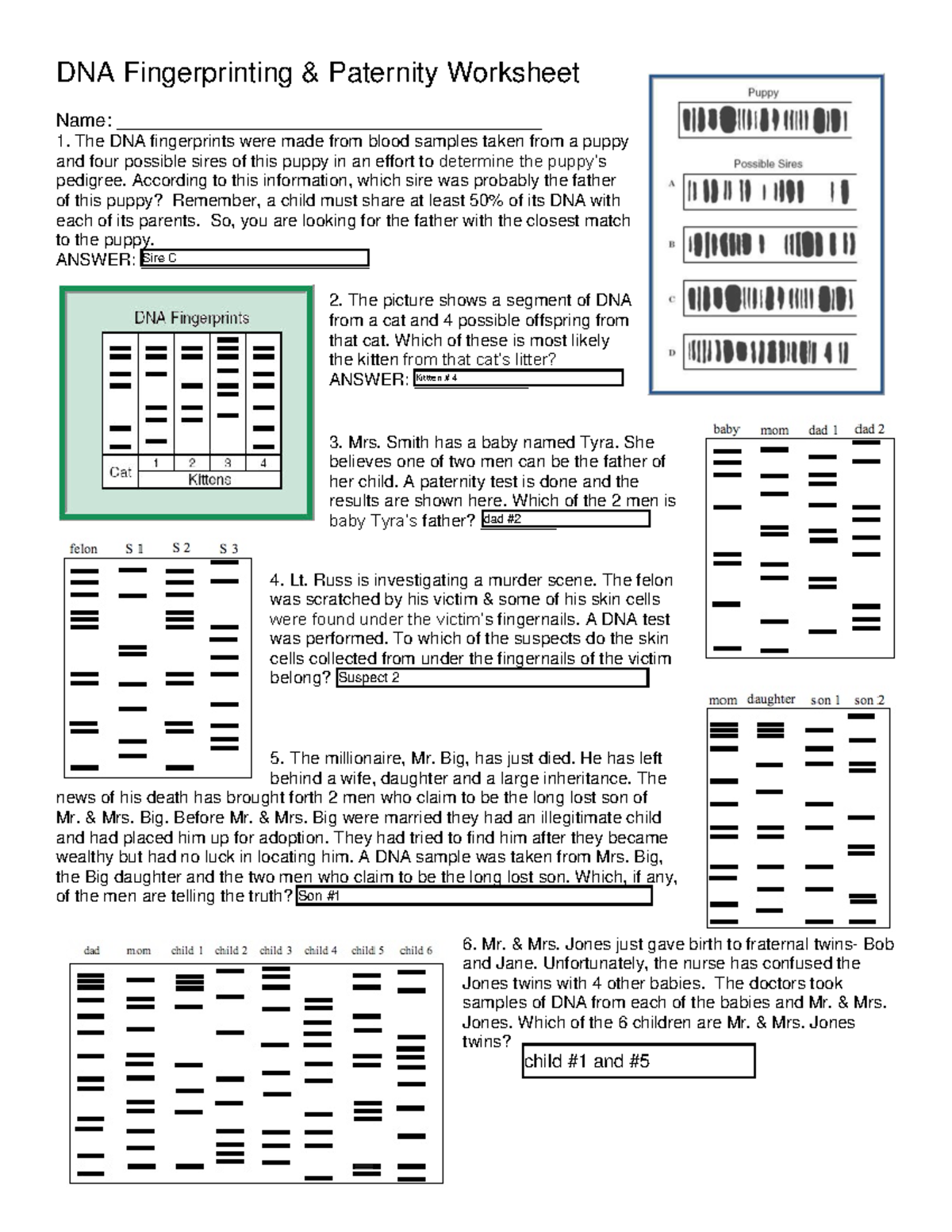 DNA Fingerprinting & Paternity Worksheet (Genetics Lab) - Studocu