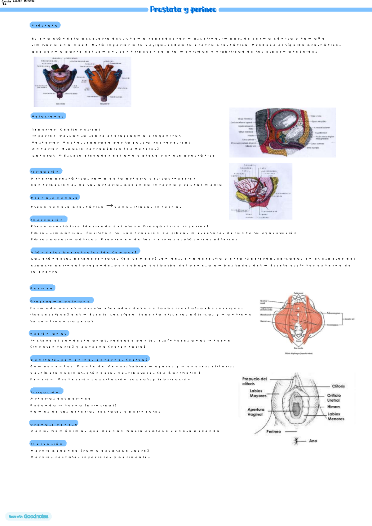 Resumen de la Próstata y Perineo - Anatomía y Funciones - Studocu