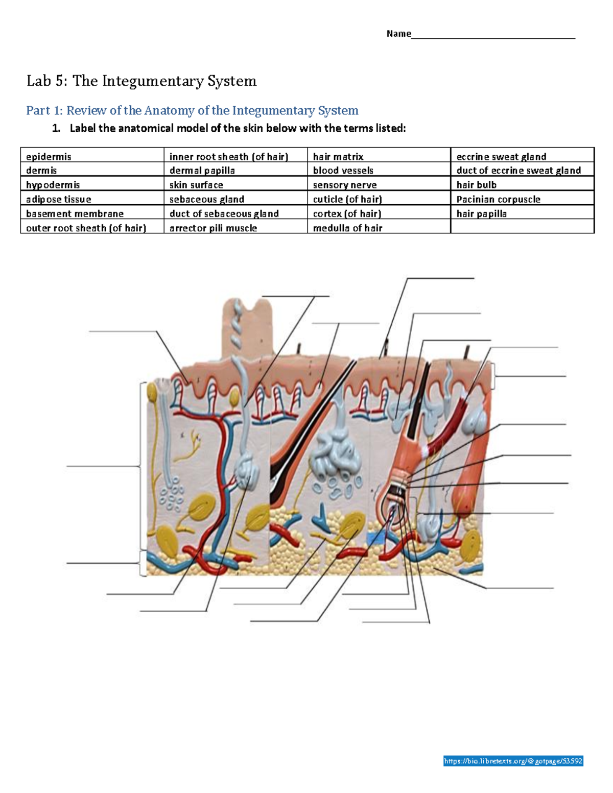 Lab 5.1: Integumentary System Anatomy Worksheet - Studocu