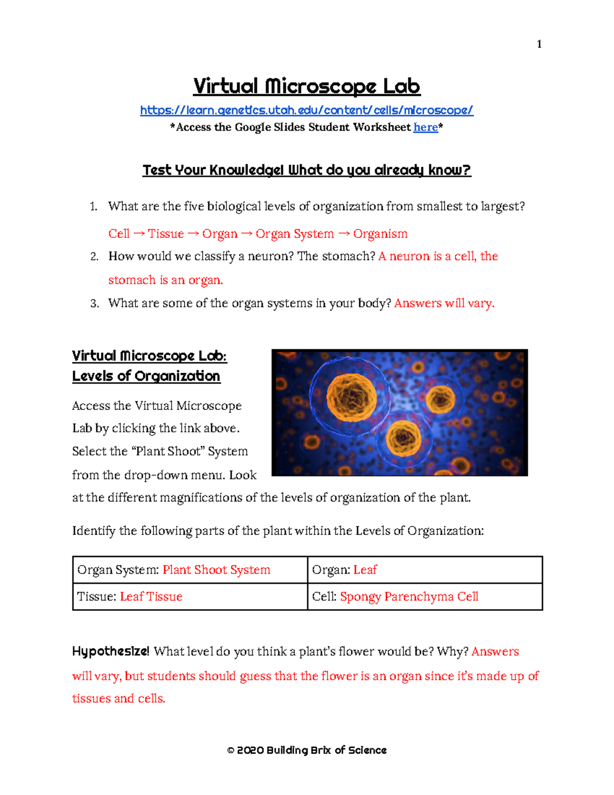 (Teacher Answer Key) Levels of Organization Virtual Microscope Lab ...