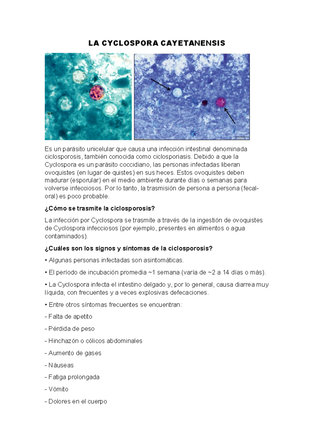 Ciclo de la Infección por Cyclospora Cayetanensis: Síntomas y ...