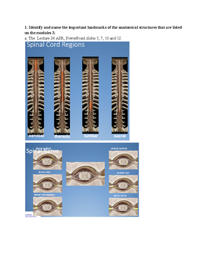 ana study guide - STUDY GUIDE EXAM 1 Answers 1. Identify and name the ...