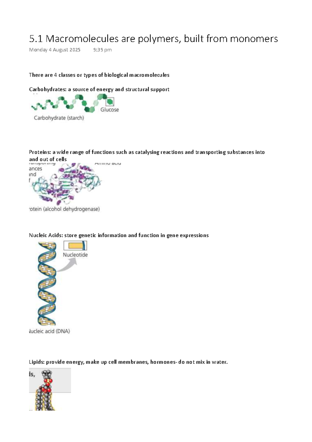 Large Biological Molecules: Understanding Macromolecules and Their ...