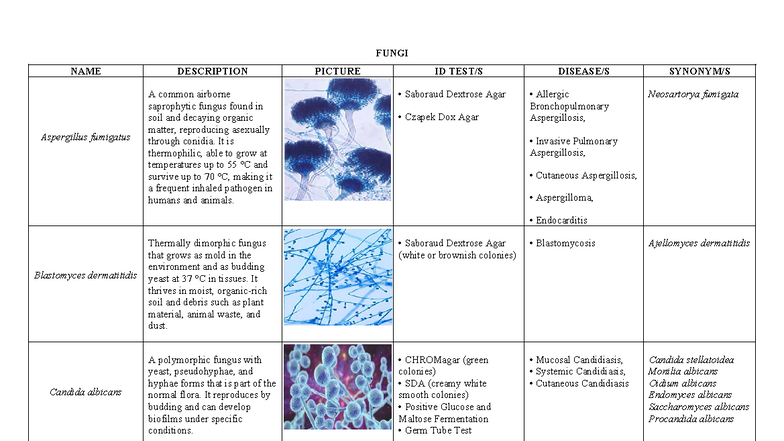 Viruses Overview: Key Characteristics and Pathogenicity - Studocu