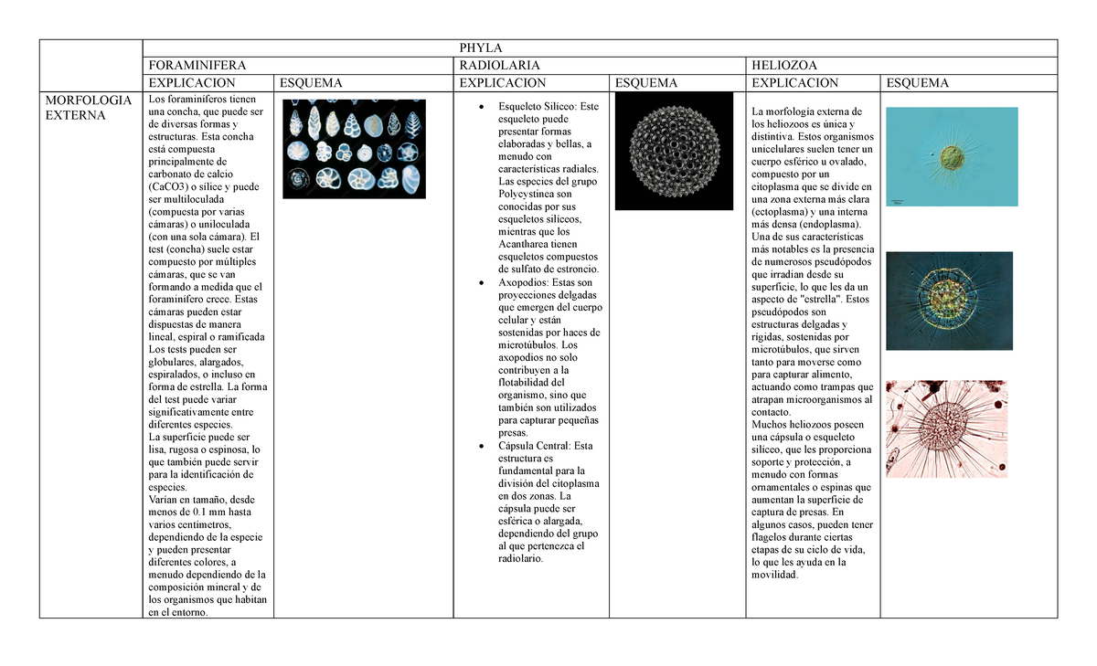Micrografía De Organismos Marinos Radiolarios