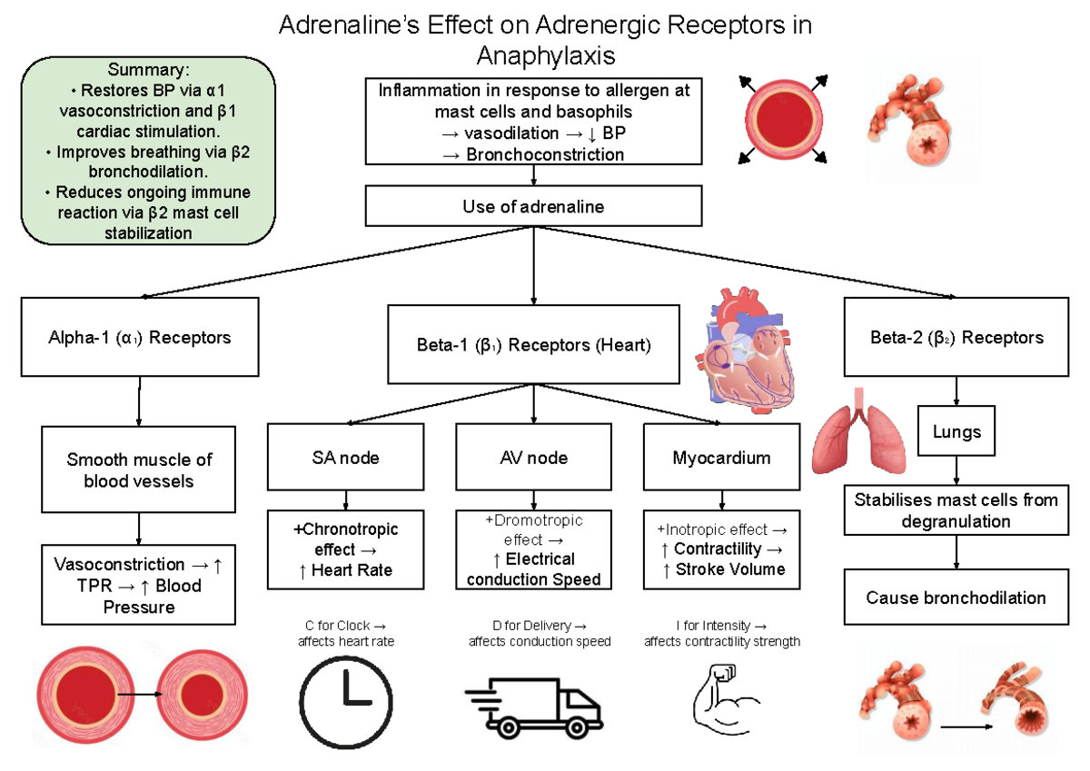 Anaphylaxis and Adrenergic Receptors: Effects of Adrenaline on BP and ...