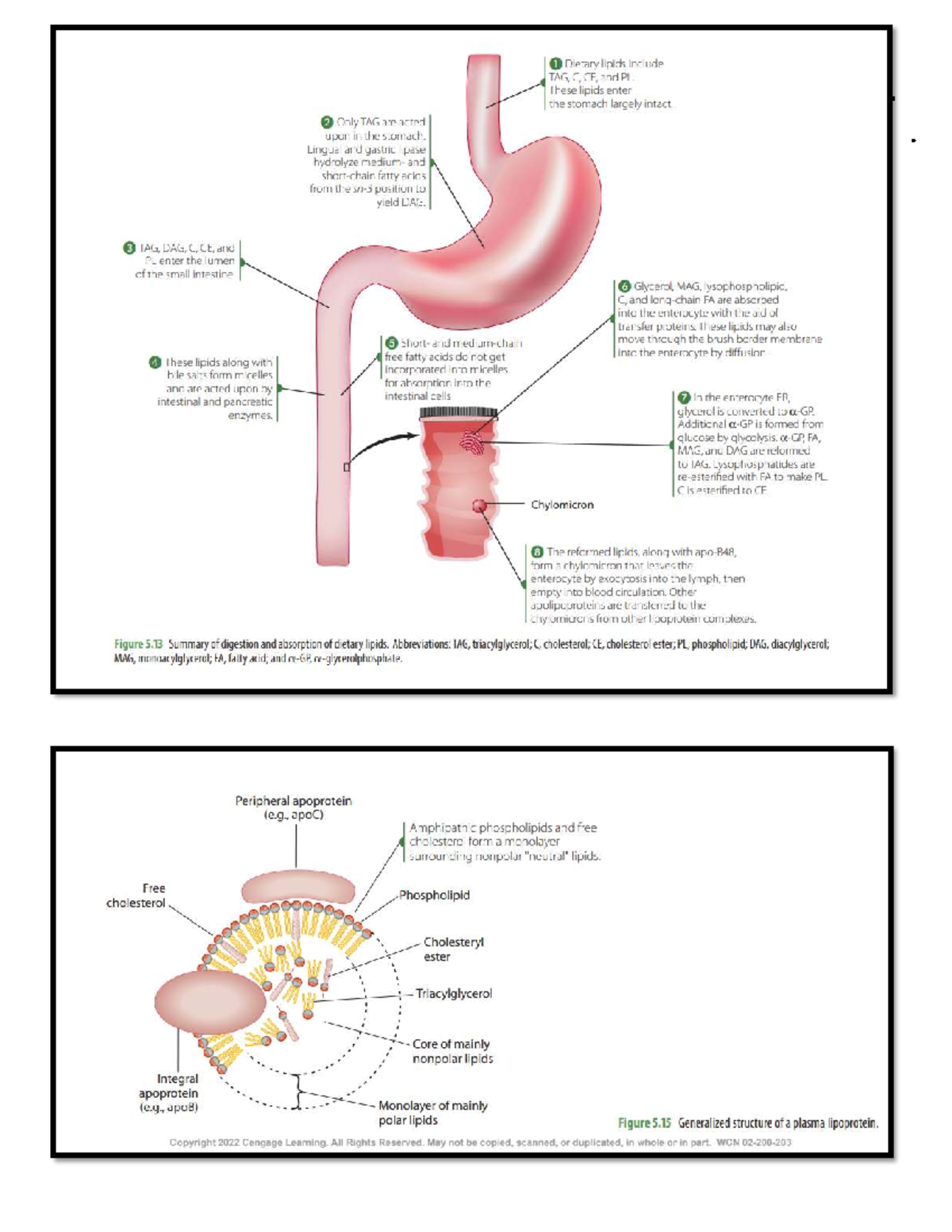 Digestion and Absorption of Dietary Lipids: Overview and Mechanisms ...