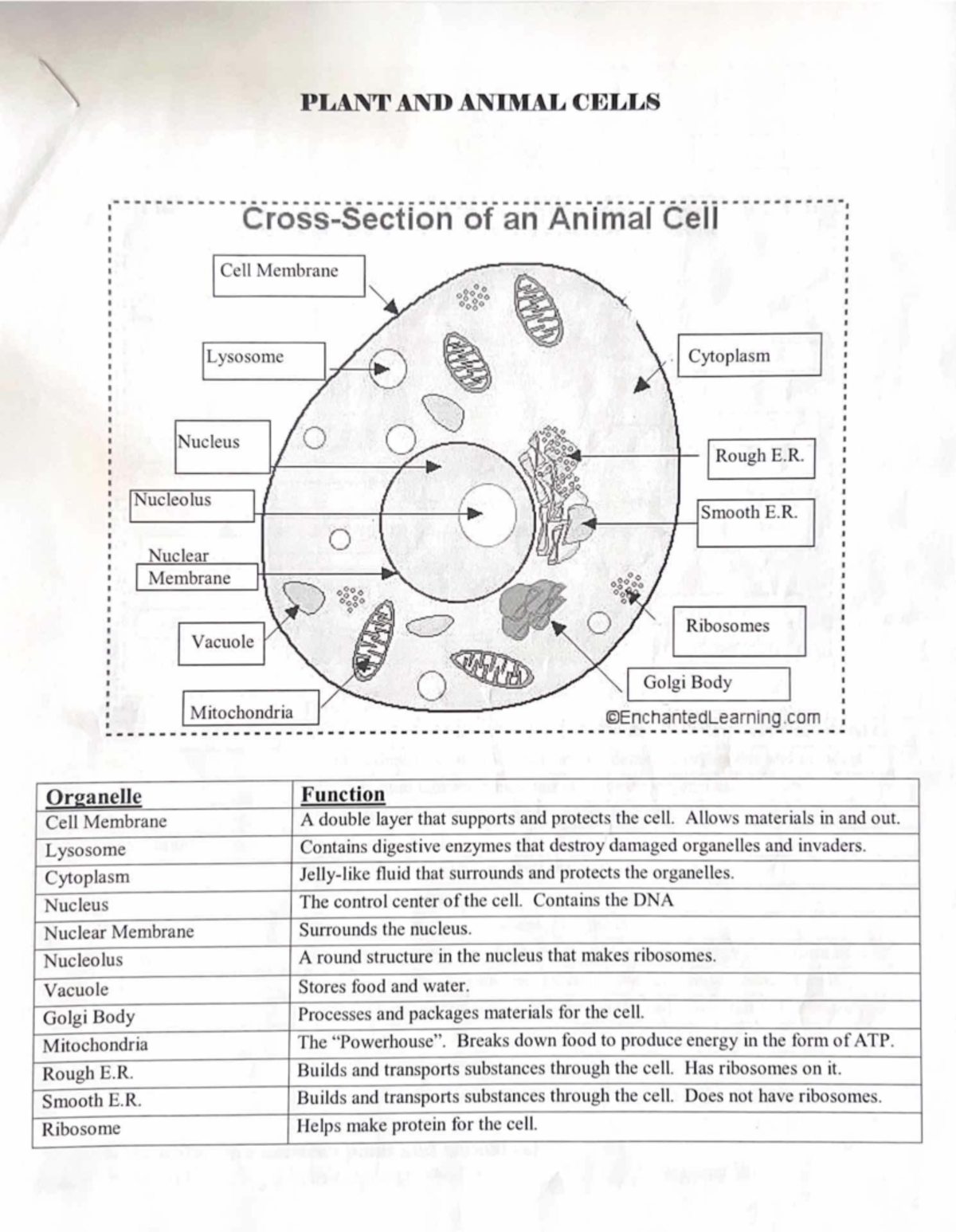 U1 Bio - Unit 1: Plant and Animal Cell Structures and Functions - Studocu