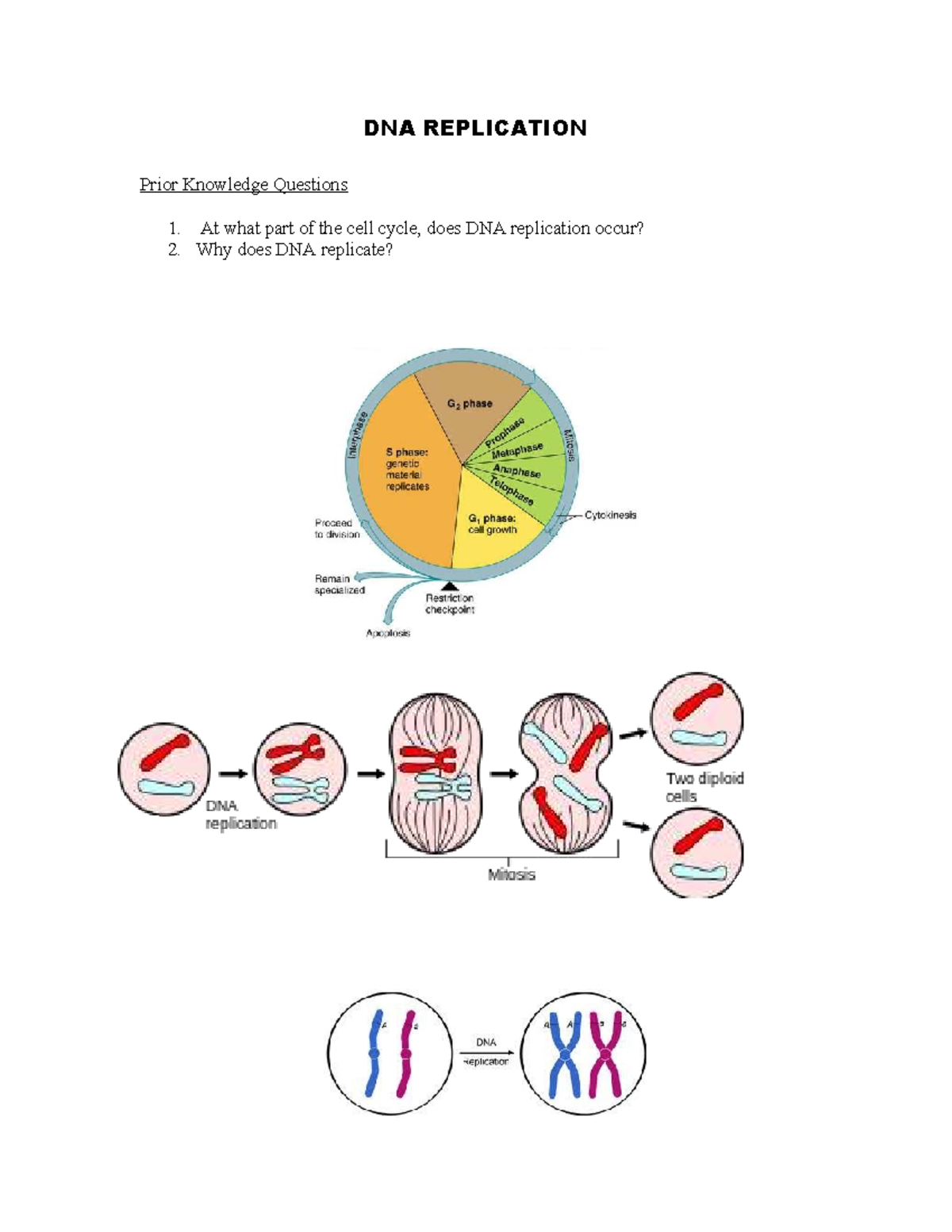 DNA REPLICATION: Meselson-Stahl Experiment Insights (BIO 101) - Studocu