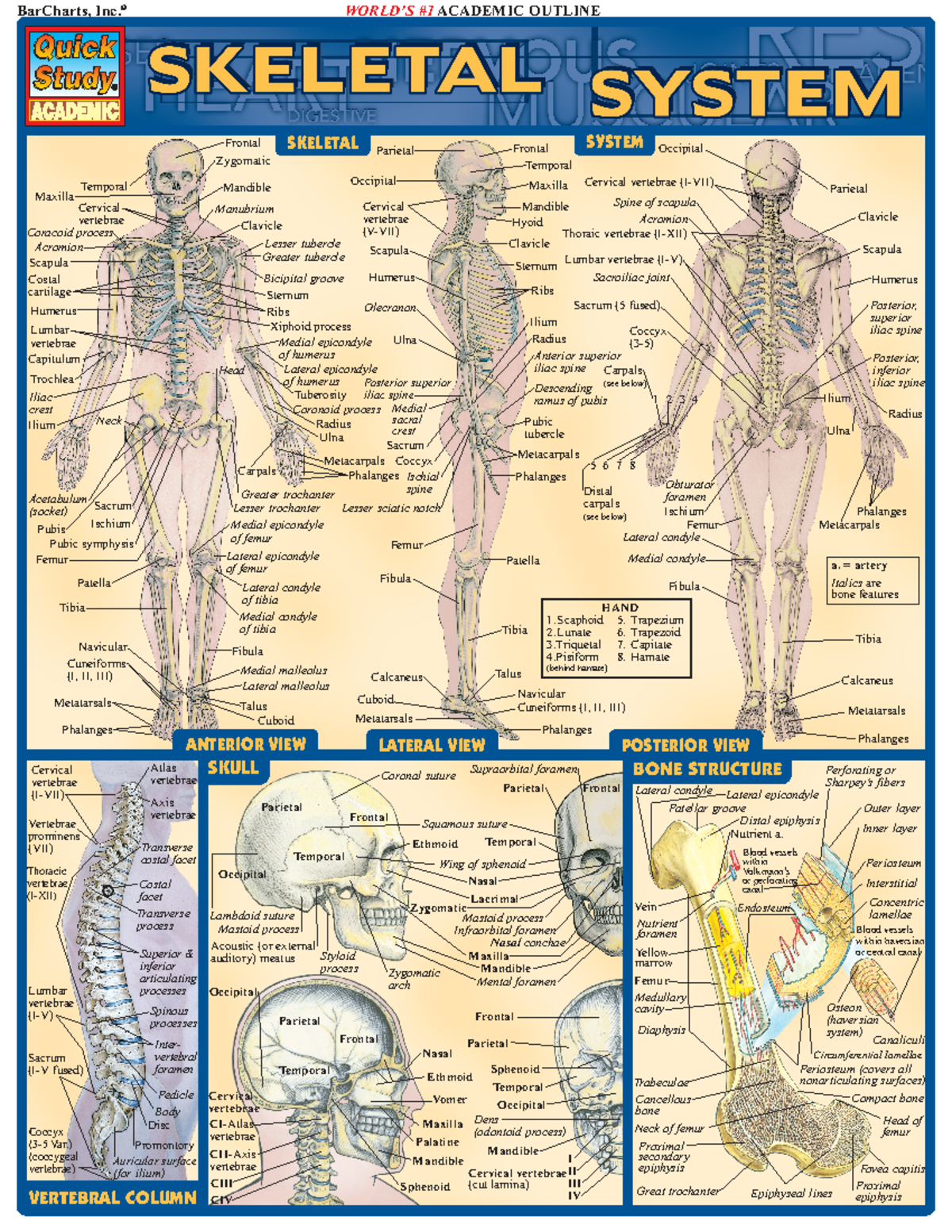 Inc. Barcharts - Bar Charts Quick Study Skeletal System-Barcharts (2000 ...
