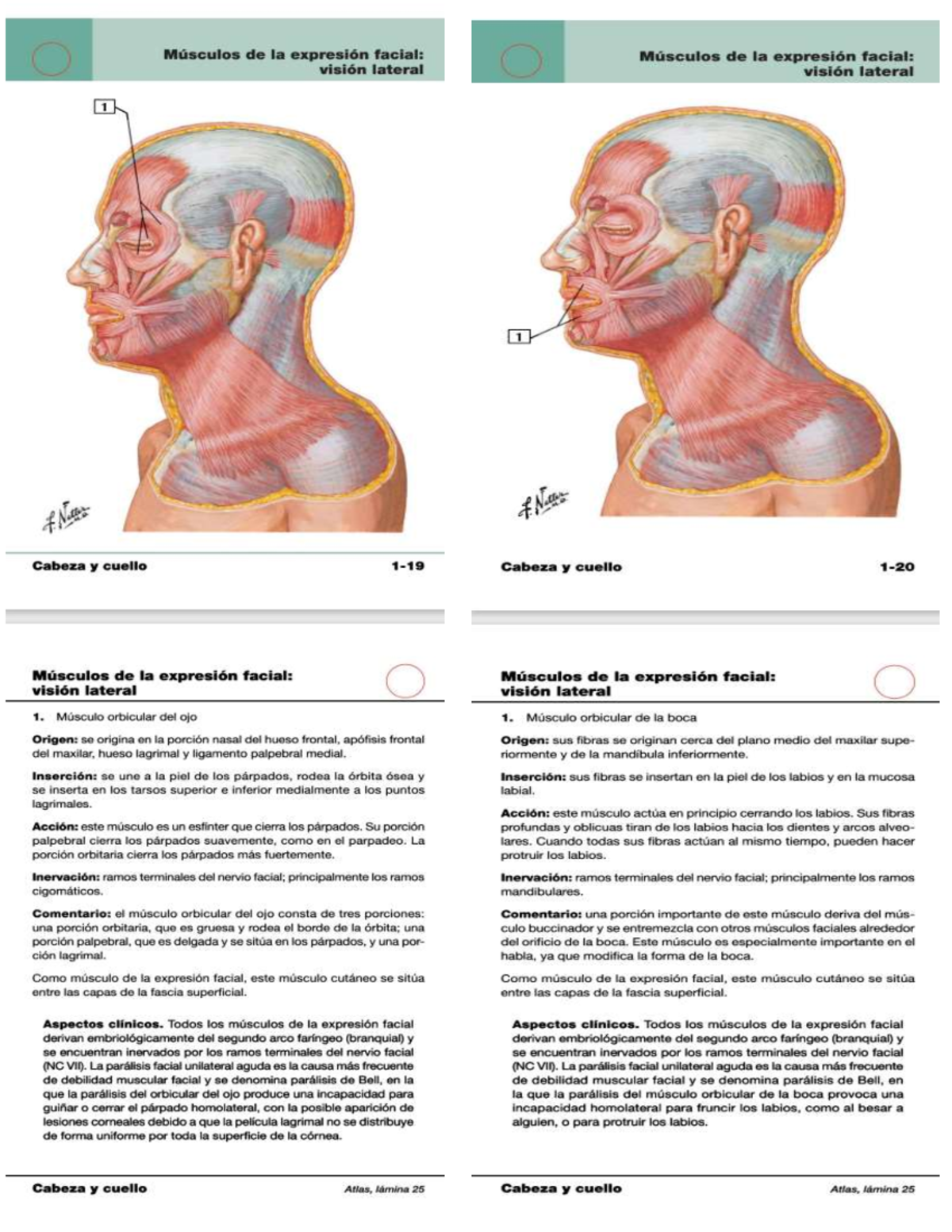 Flashcards: Músculos de la Cabeza y Cuello - Expresión Facial y Masticación - Studocu
