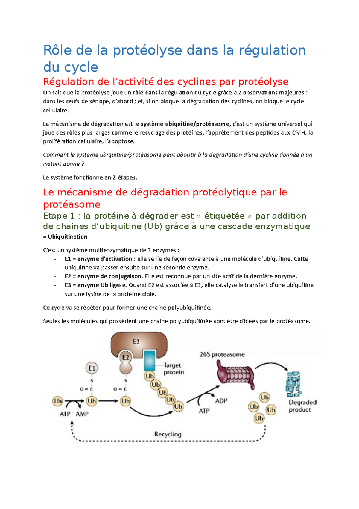 Biologie Cellulaire - Protéolyse et Régulation du Cycle Cellulaire ...