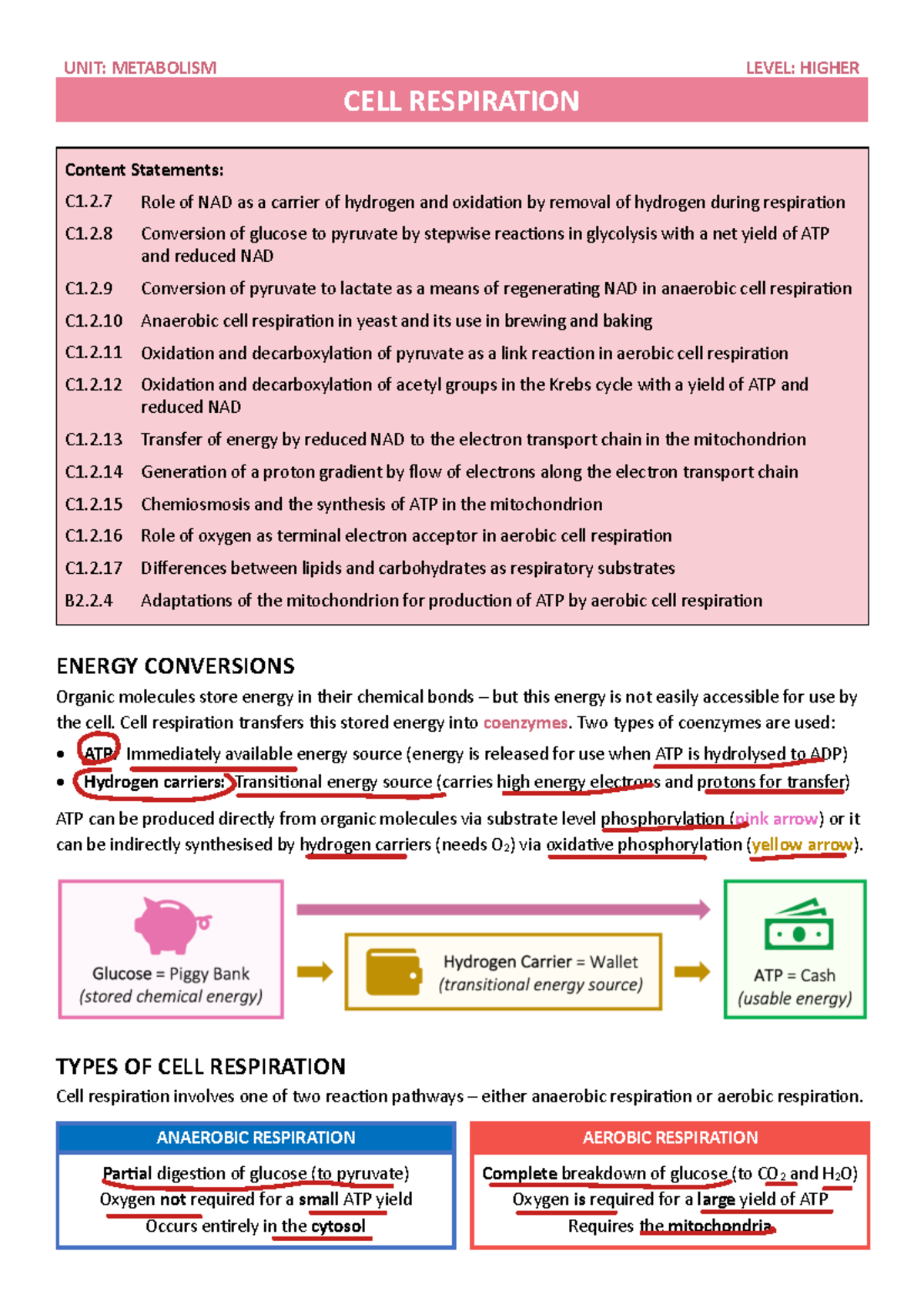 3.5 Cell Respiration (HL): Metabolism and Energy Conversion Insights ...