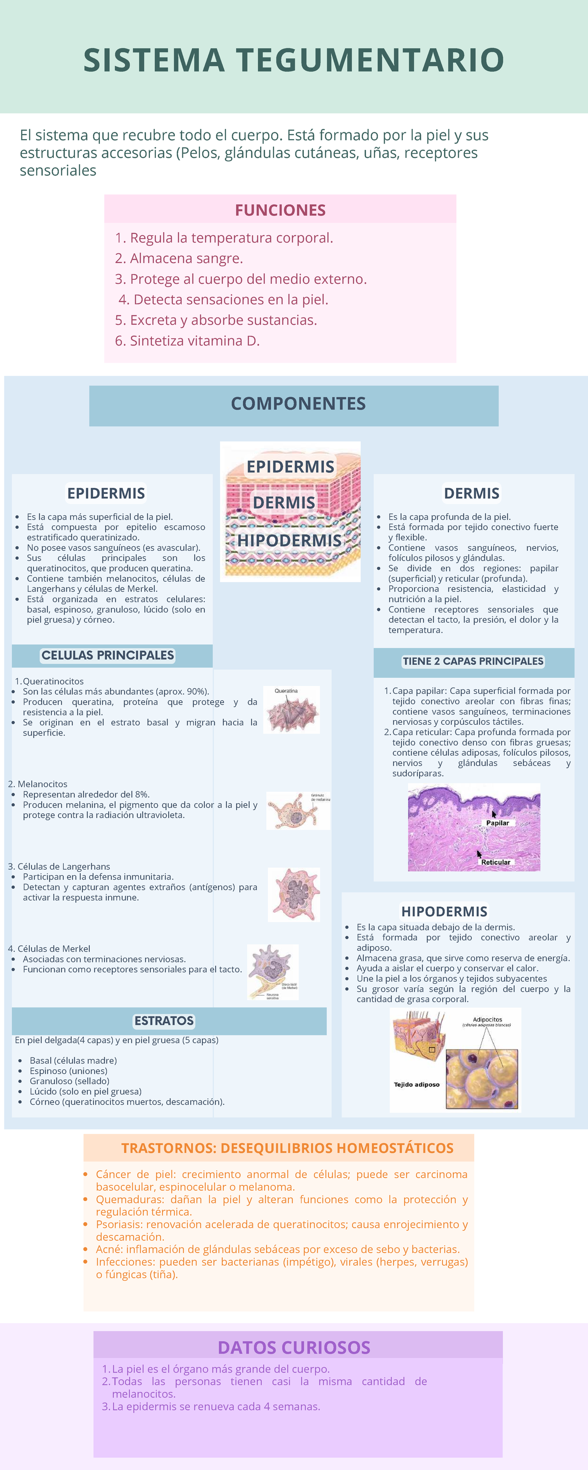 Infografía sobre el Sistema Tegumentario: Estructura y Funciones - Studocu