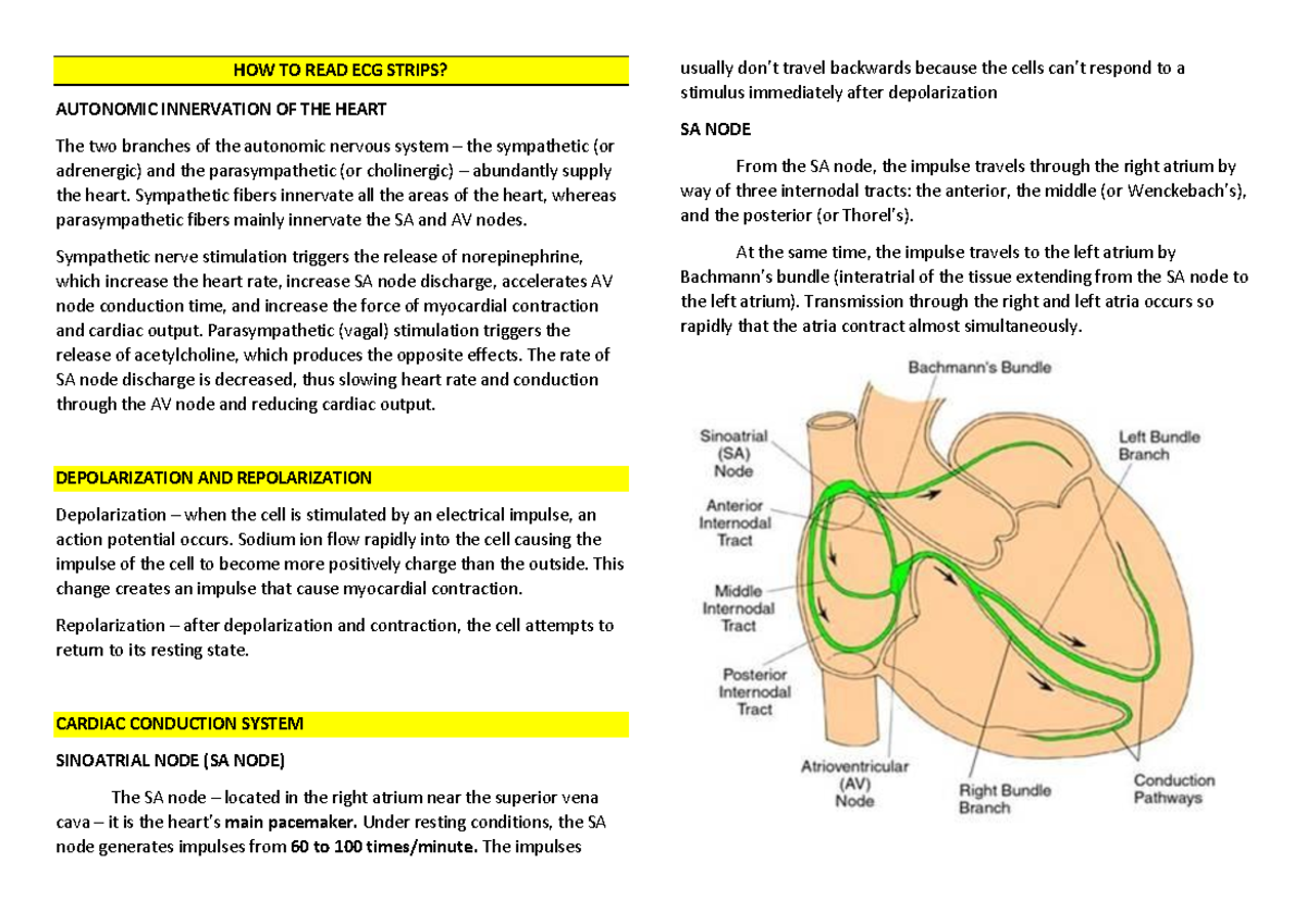 HOW TO READ ECG Strips - HOW TO READ ECG STRIPS? AUTONOMIC INNERVATION ...