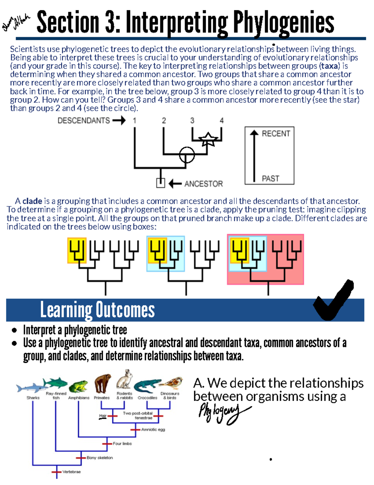 Section 3: Interpreting Phylogenies - Interpret a phylogenetic tree Use ...