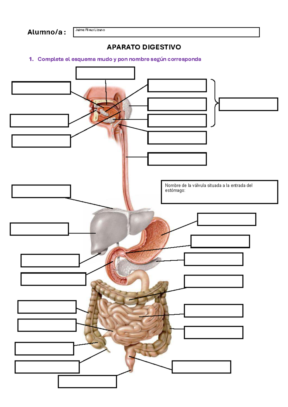 Digestivo (esquemas) - vdbETH - Biología - Alumno/a : APARATO DIGESTIVO ...
