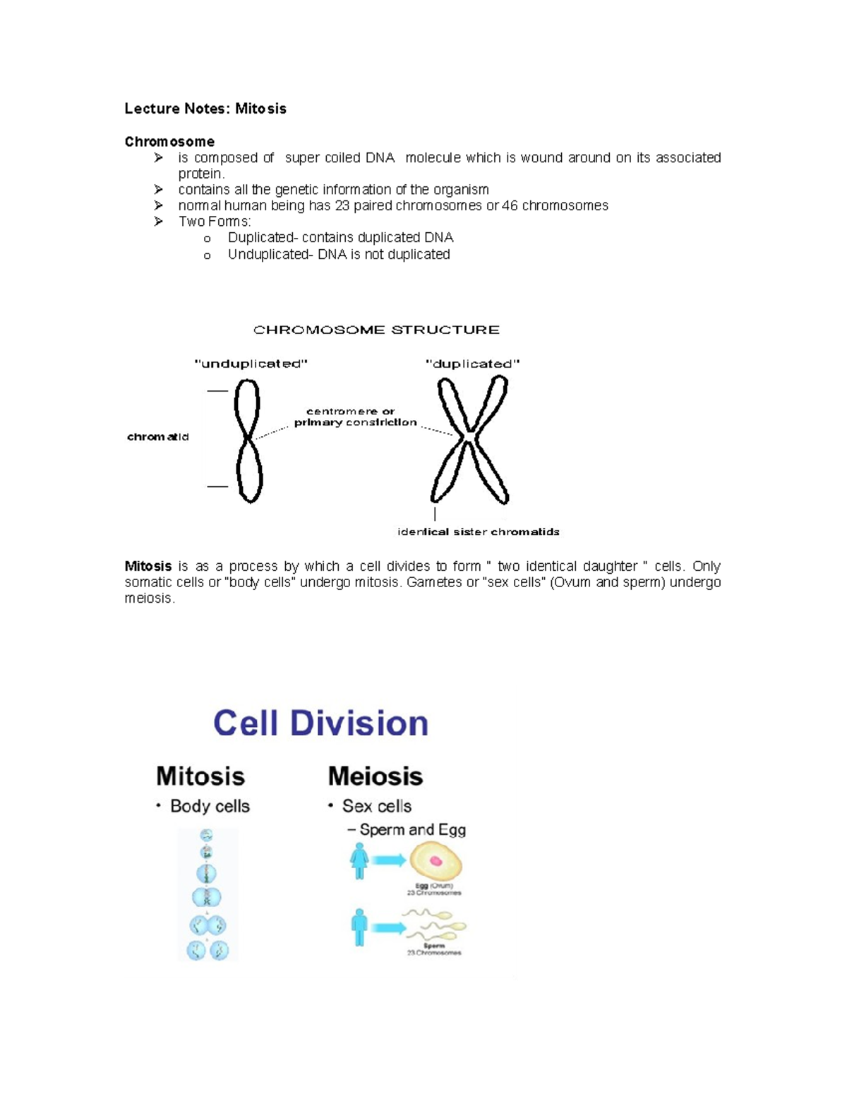 (3) Mitosis - Lecture Notes: Mitosis Chromosome is composed of super ...